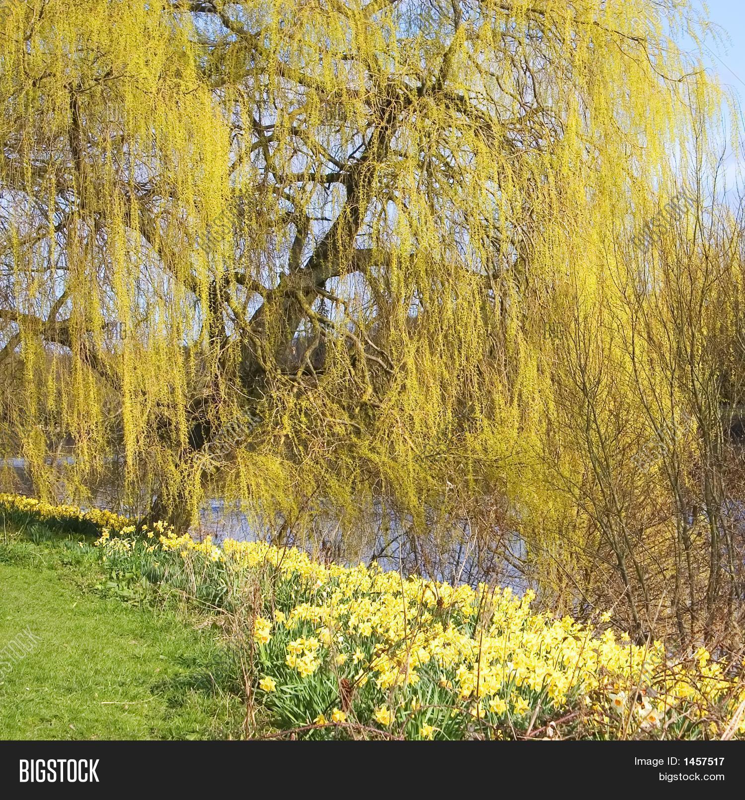 Weeping Willow Image & Photo (Free Trial) | Bigstock