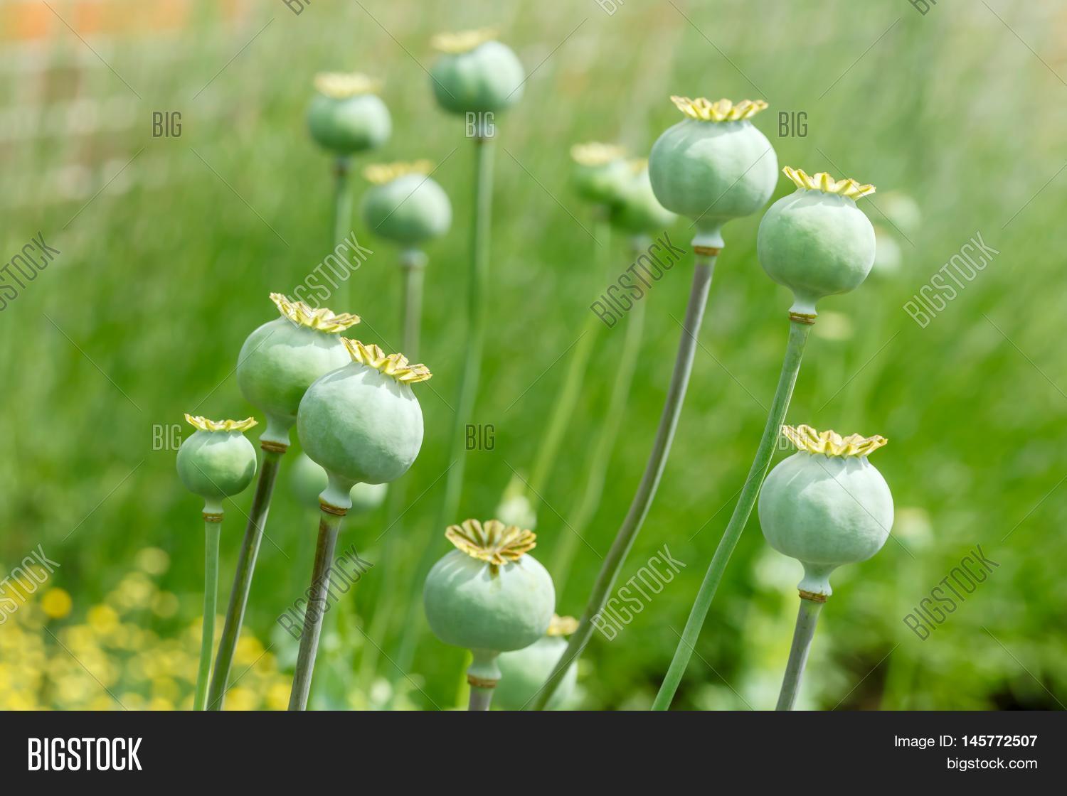 Closeup Green Poppy Image & Photo (Free Trial) | Bigstock