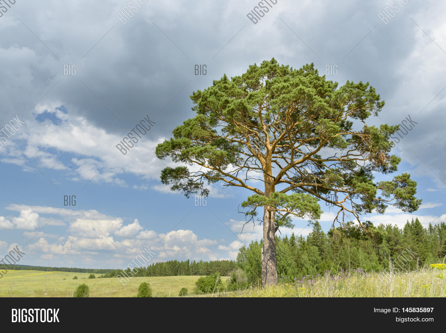 Solitary Pine Tree Image & Photo (Free Trial) | Bigstock