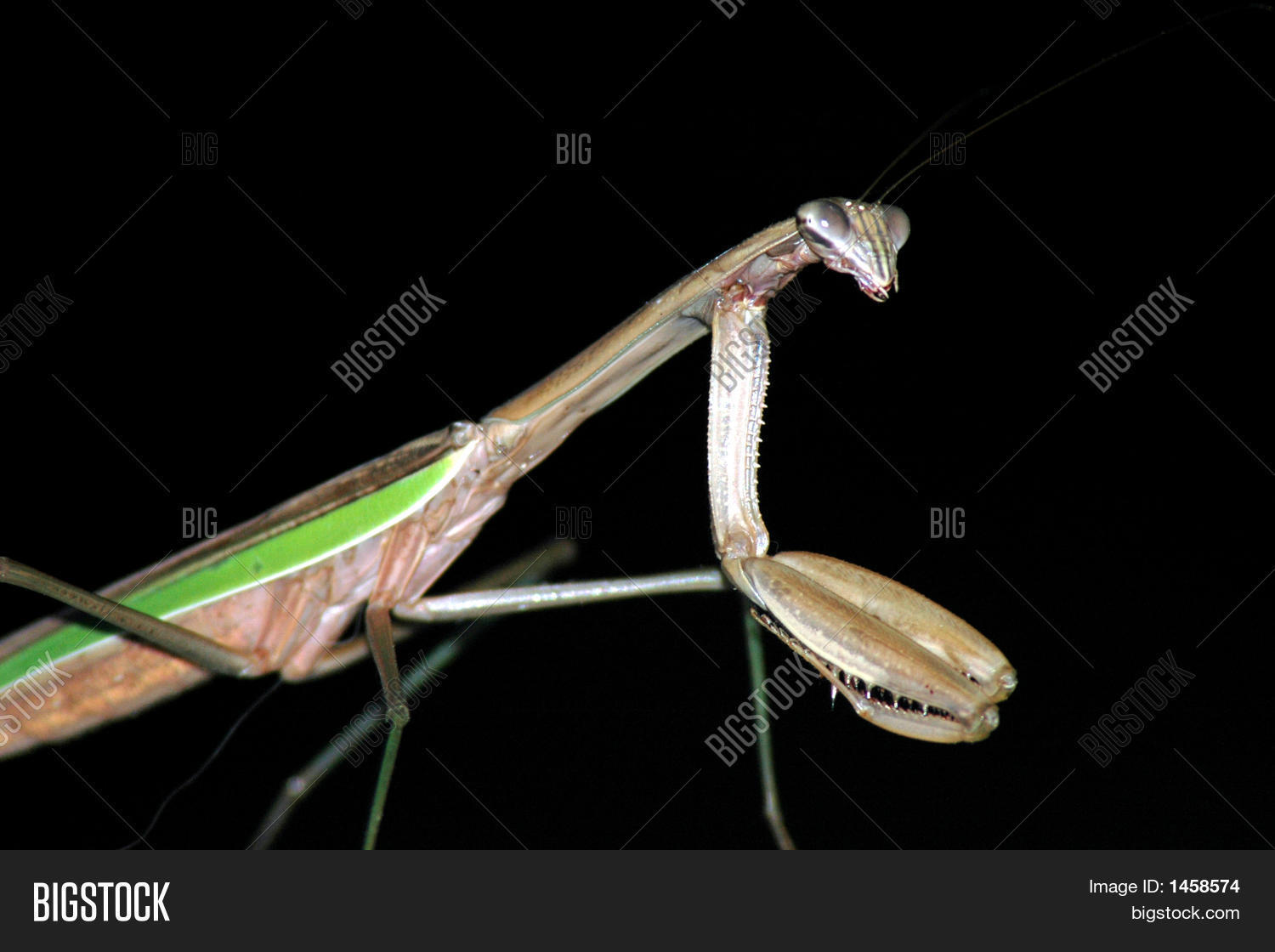 Praying Mantis Image & Photo (Free Trial) | Bigstock