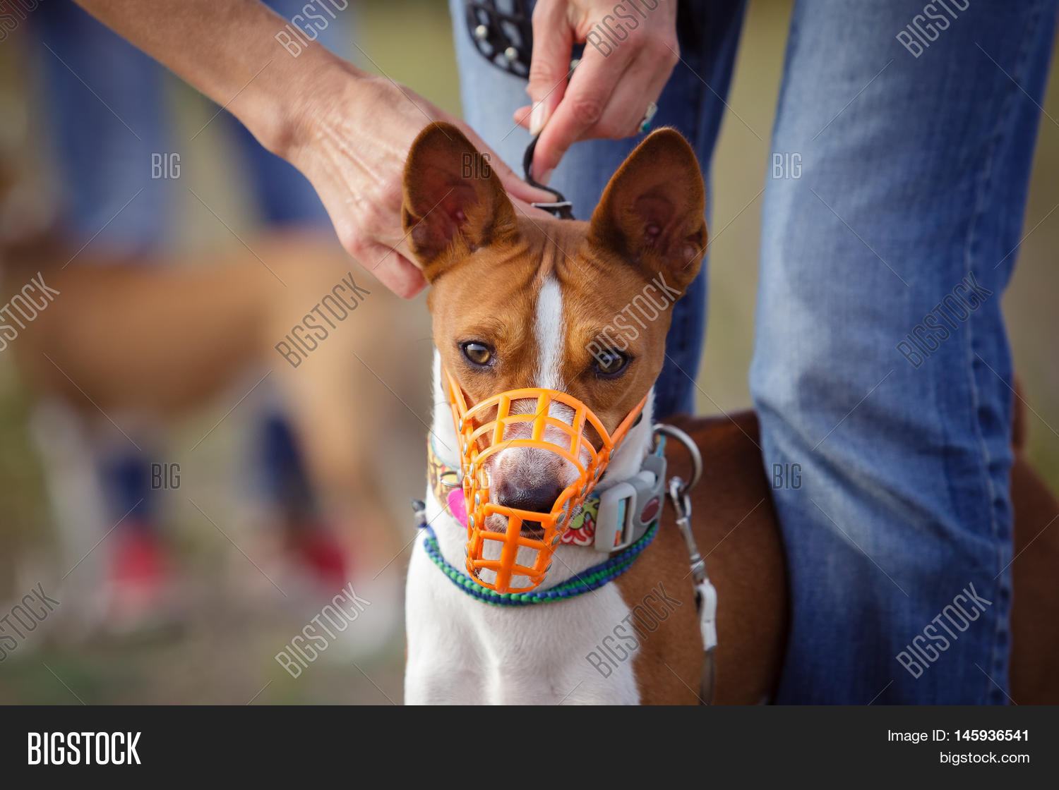 Portrait Basenji Dogs Image & Photo (Free Trial) | Bigstock
