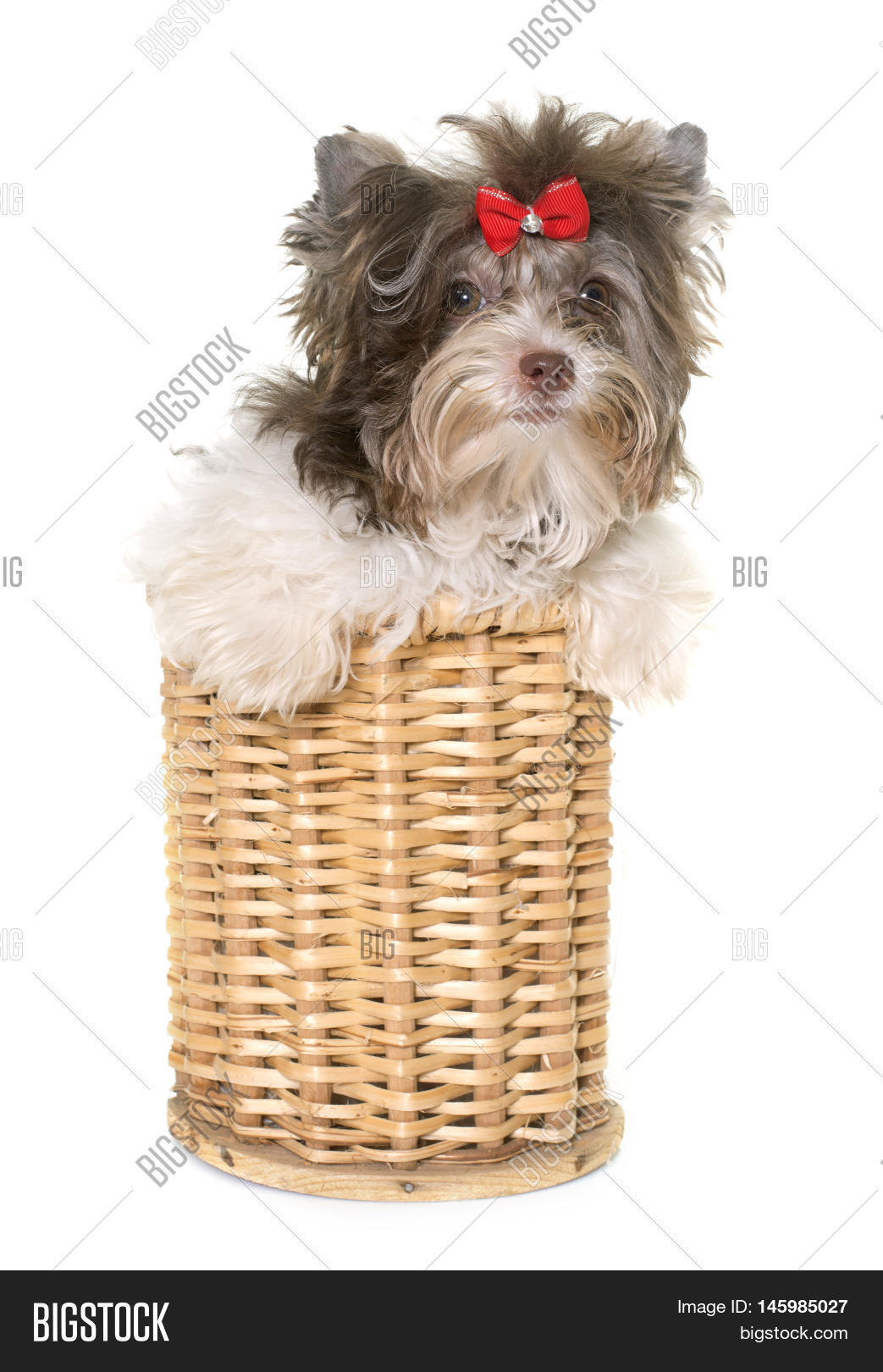 Puppy Biro Yorkshire Image & Photo (Free Trial) | Bigstock