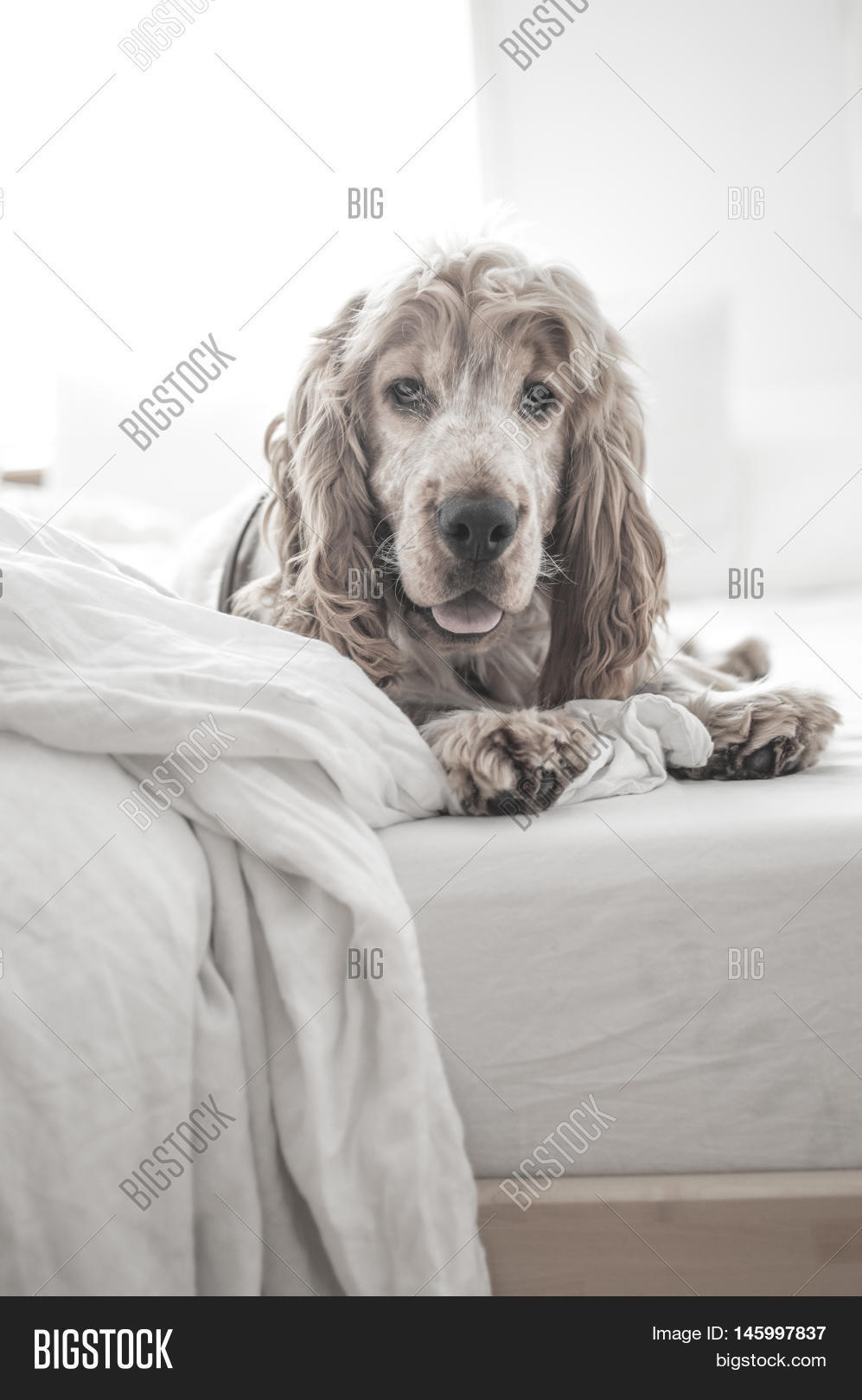 Are Cocker Spaniel Puppies Lazy