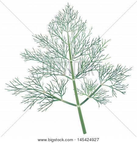Culinary Herbs - Dill Vector & Photo (Free Trial) | Bigstock