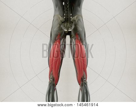 Hamstring Muscle Anatomy Images, Illustrations & Vectors (Free) - Bigstock