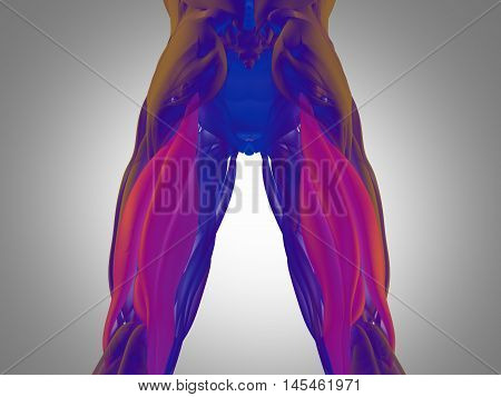Hamstring Muscle Group Image & Photo (Free Trial) | Bigstock