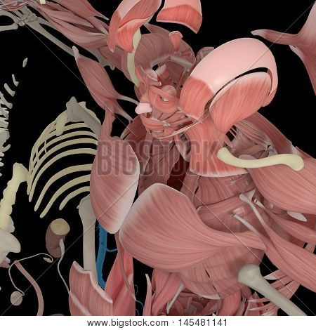 Human Anatomy Exploded Image & Photo (Free Trial) | Bigstock