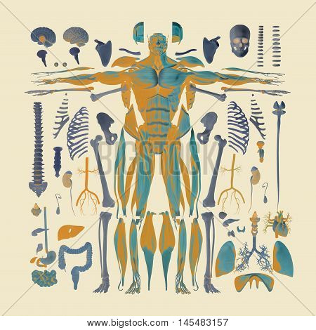 Human Anatomy Flat Lay Image & Photo (Free Trial) | Bigstock