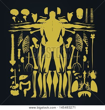 Human Anatomy Flat Lay Image & Photo (Free Trial) | Bigstock