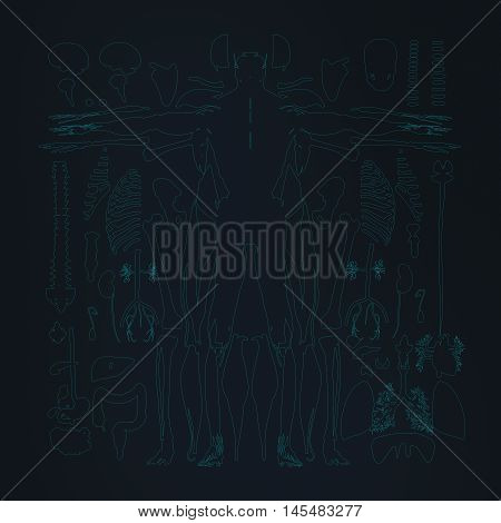 Human Anatomy Flat Lay Image & Photo (Free Trial) | Bigstock