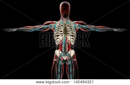 Human Anatomy Upper Image & Photo (Free Trial) | Bigstock