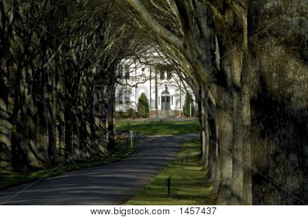 Tree Lined Entry Image & Photo (Free Trial) | Bigstock