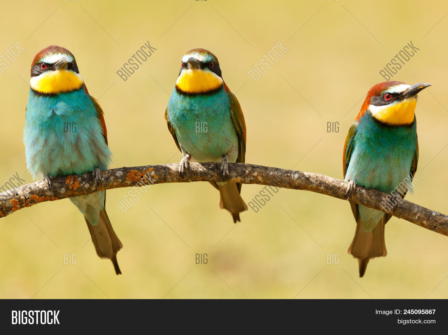 Meeting Three Colorful Image & Photo (Free Trial) | Bigstock