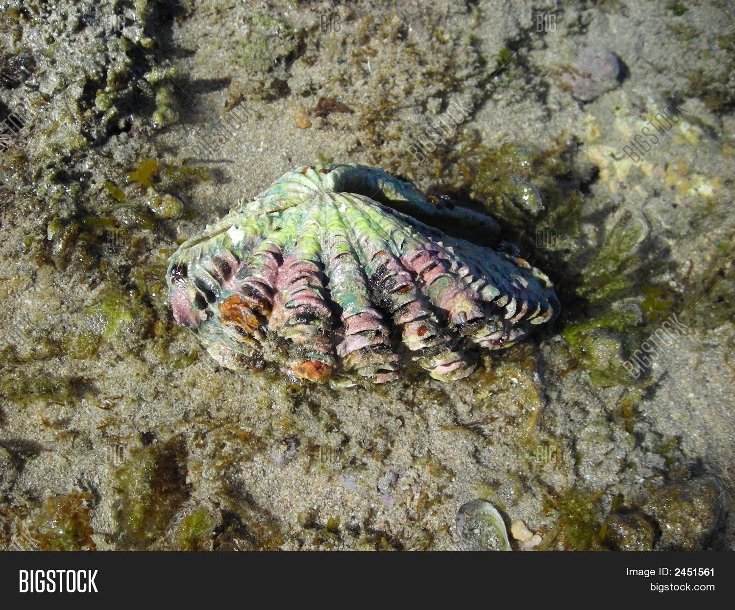 Pink Clam Image & Photo (Free Trial) | Bigstock
