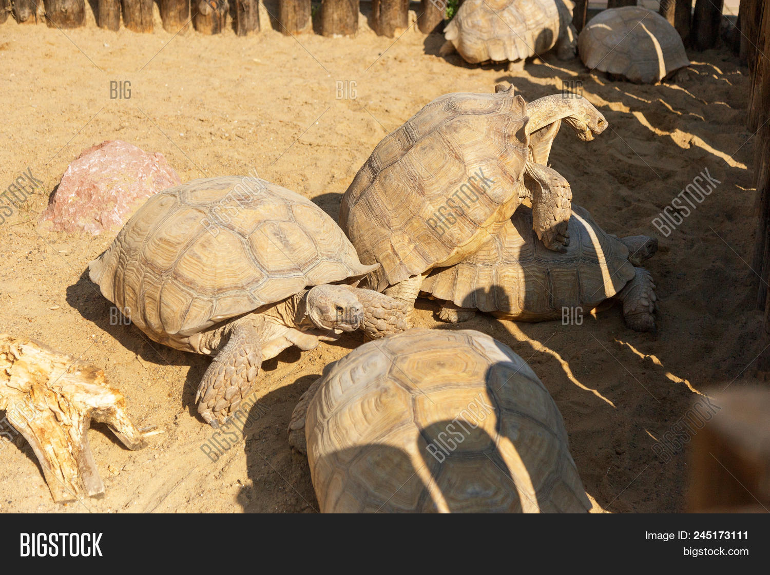 Mating Giant Gray Image & Photo (Free Trial) | Bigstock