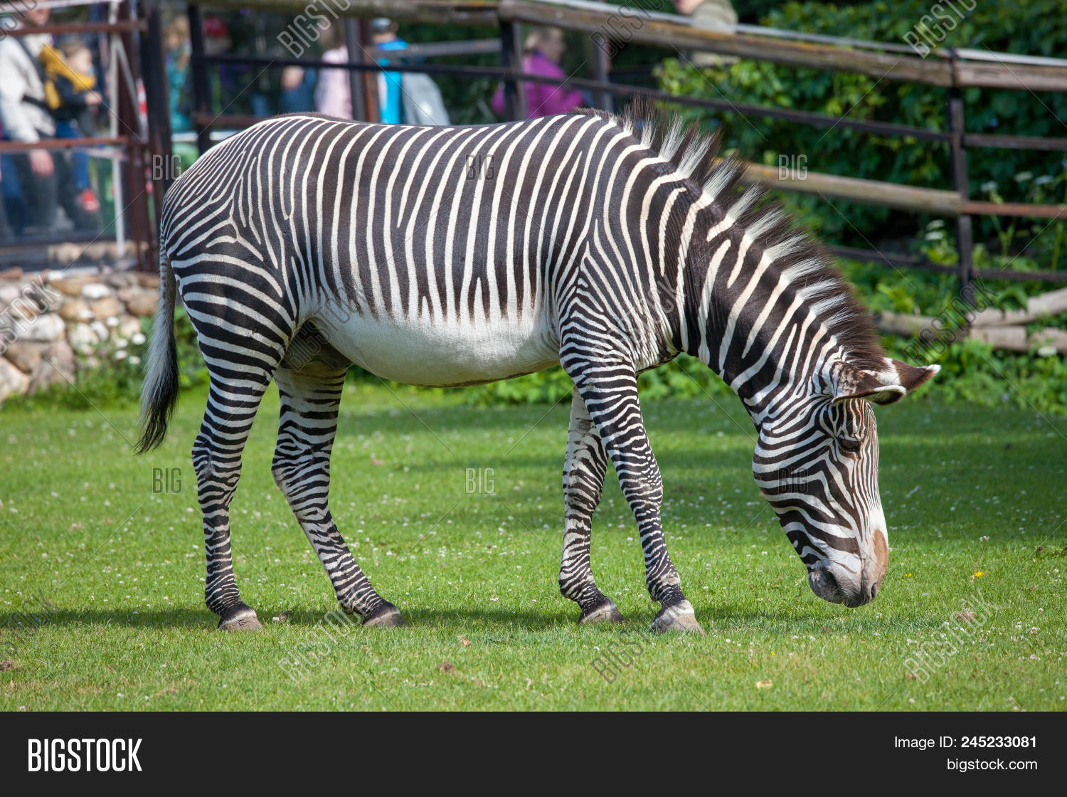 Grevy`s Zebra (equus Image & Photo (Free Trial) | Bigstock