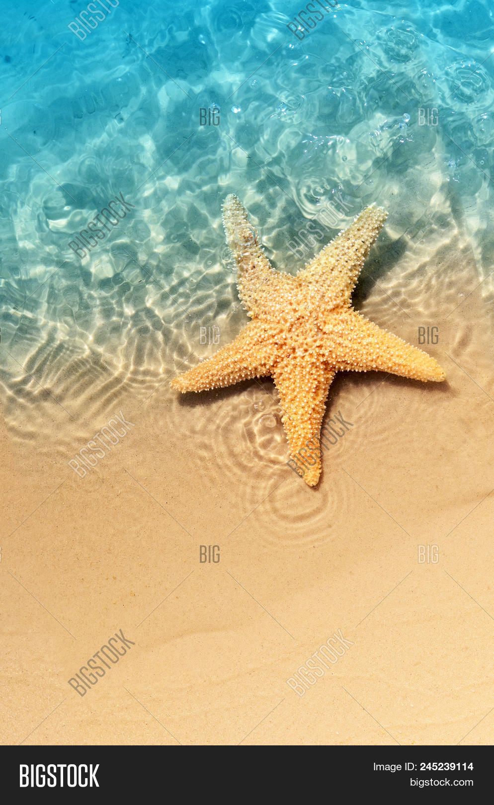 Starfish On Summer Image & Photo (Free Trial) | Bigstock