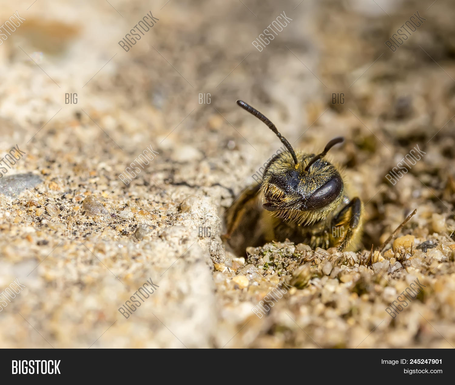 Single Earth Bee Go Image & Photo (Free Trial) | Bigstock