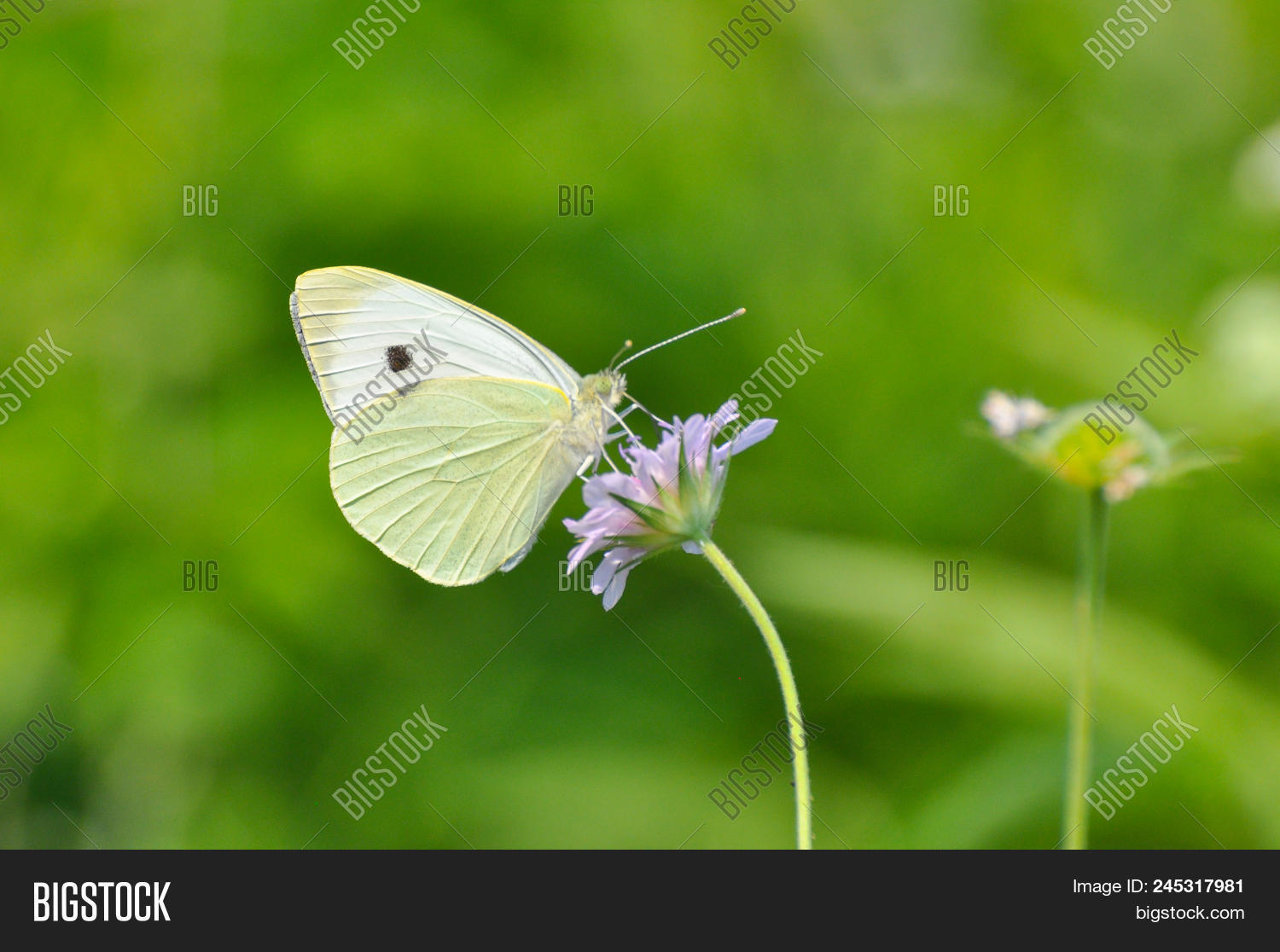 Large White, Cabbage Image & Photo (Free Trial) | Bigstock