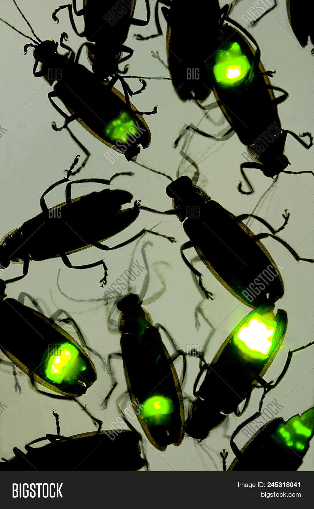 Fireflies Flashing Image & Photo (Free Trial) | Bigstock