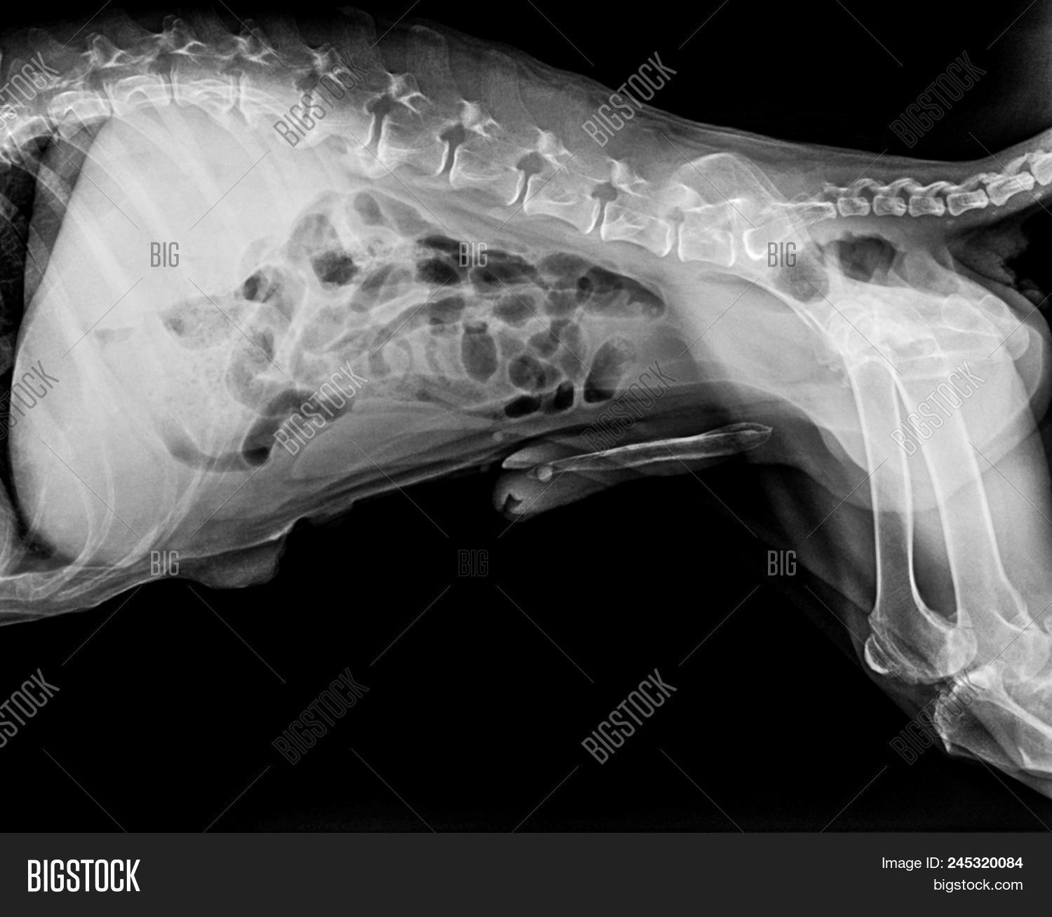 X-ray Film Dog Lateral Image & Photo (Free Trial) | Bigstock