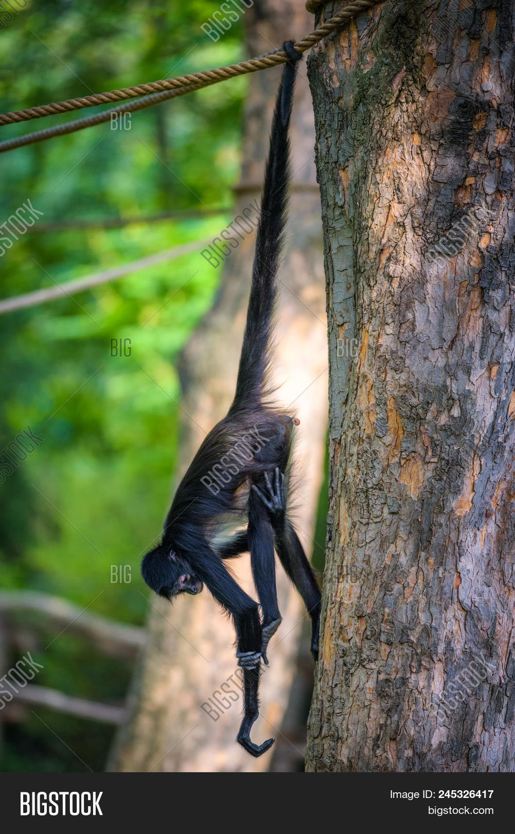 Geoffroy's Spider Image & Photo (Free Trial) | Bigstock