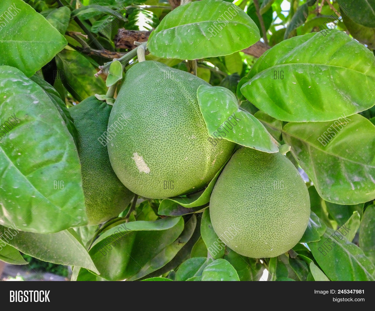 Pomelo, Ripening Image & Photo (Free Trial) | Bigstock