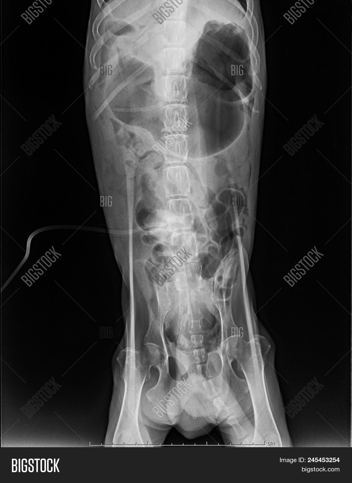 X-ray Film Dog Lateral Image & Photo (Free Trial) | Bigstock