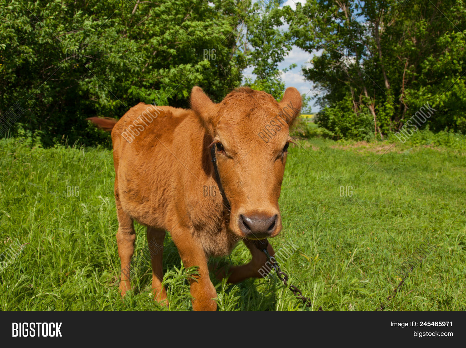 Young Cow Pasture Image & Photo (Free Trial) | Bigstock