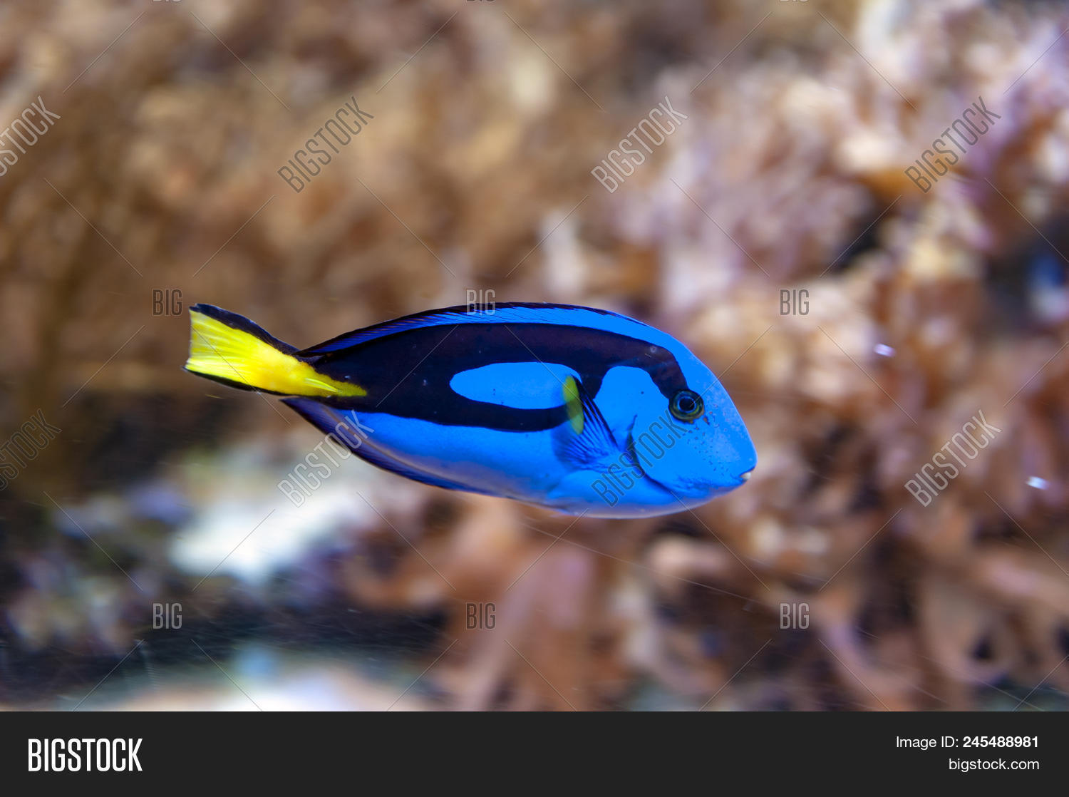 Popular Coral Reef Image & Photo (Free Trial) | Bigstock