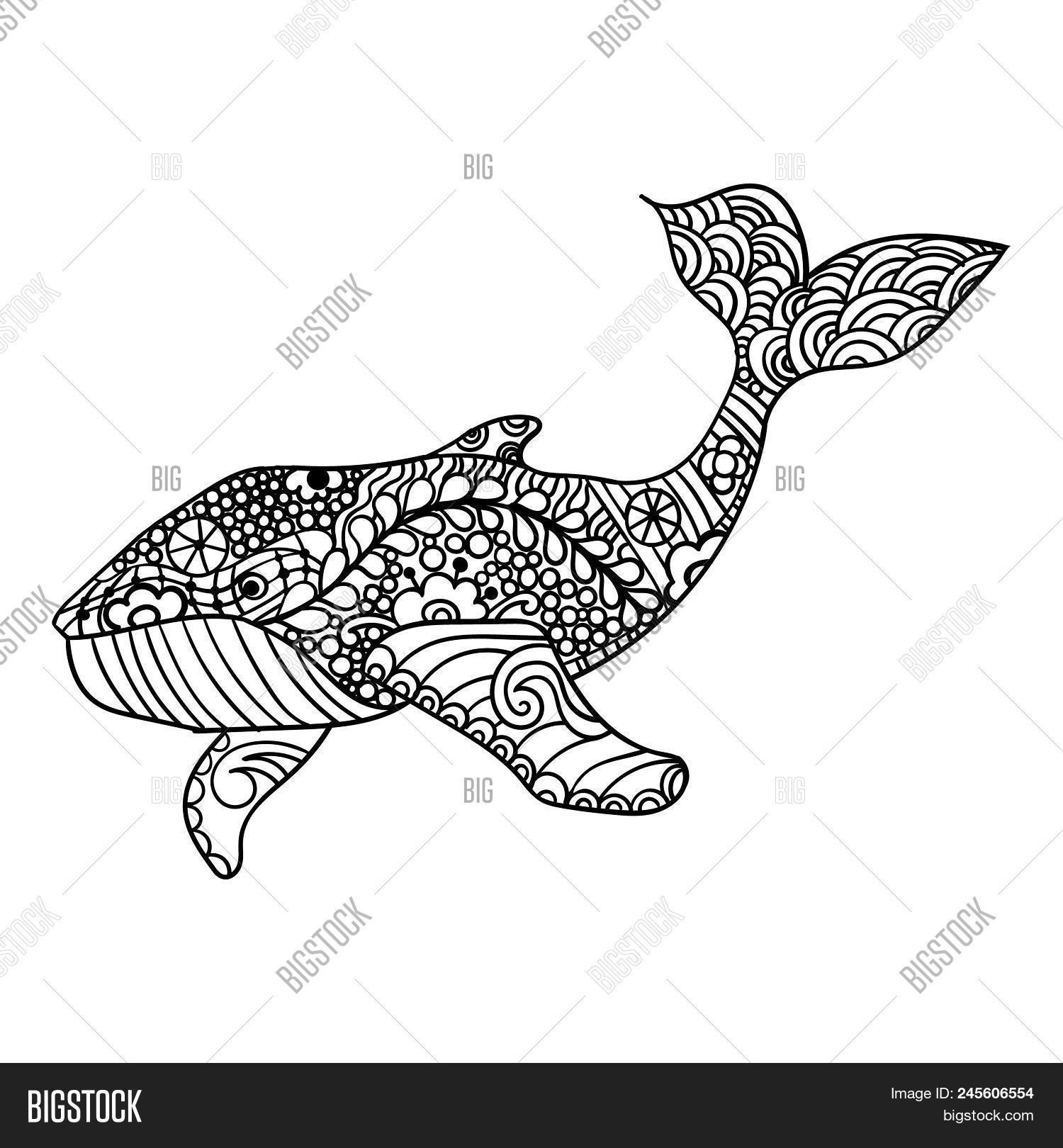 Whale, Zentangle Print Image & Photo (Free Trial) | Bigstock
