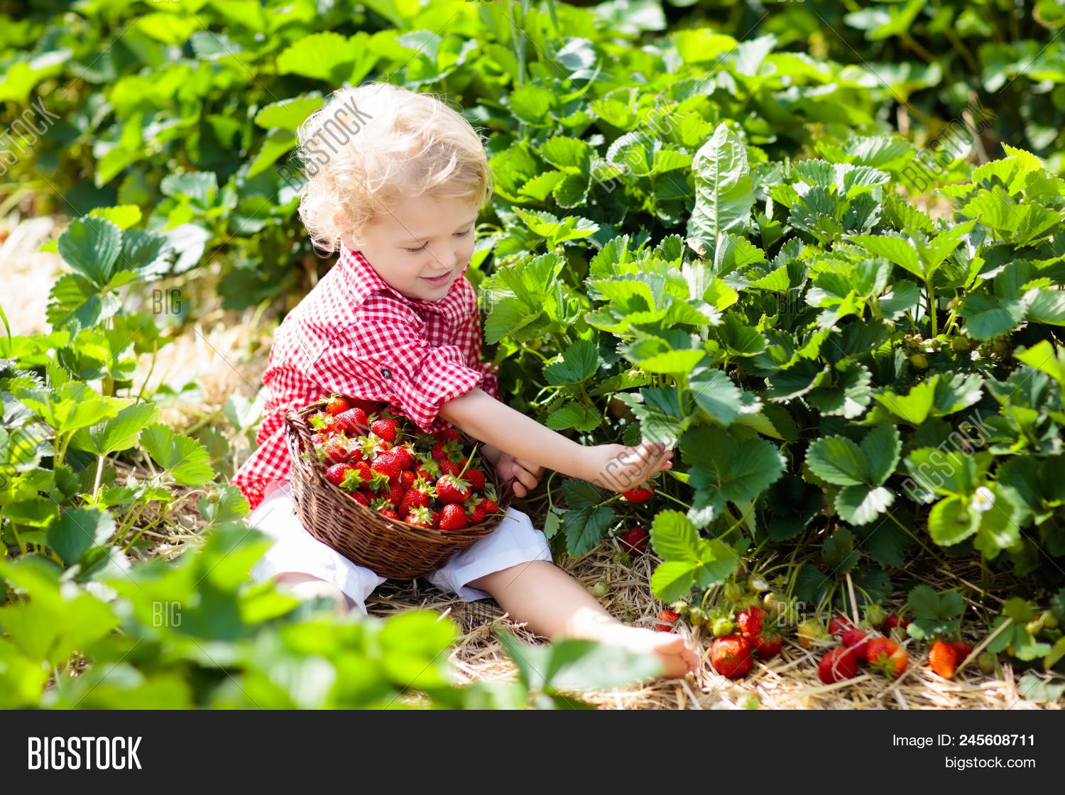 Kids Pick Strawberry Image & Photo (Free Trial) | Bigstock