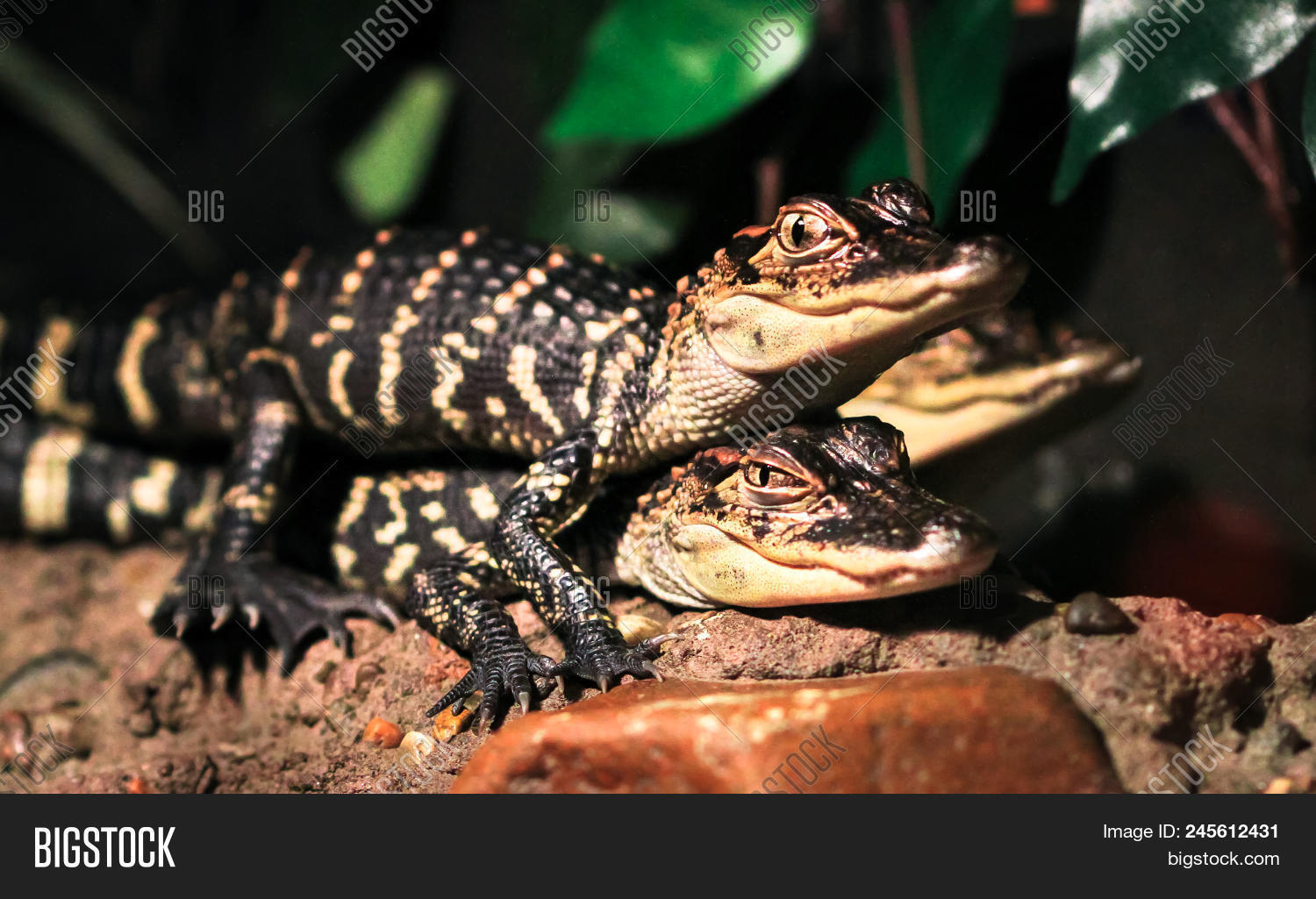 Trio Baby American Image & Photo (Free Trial) | Bigstock