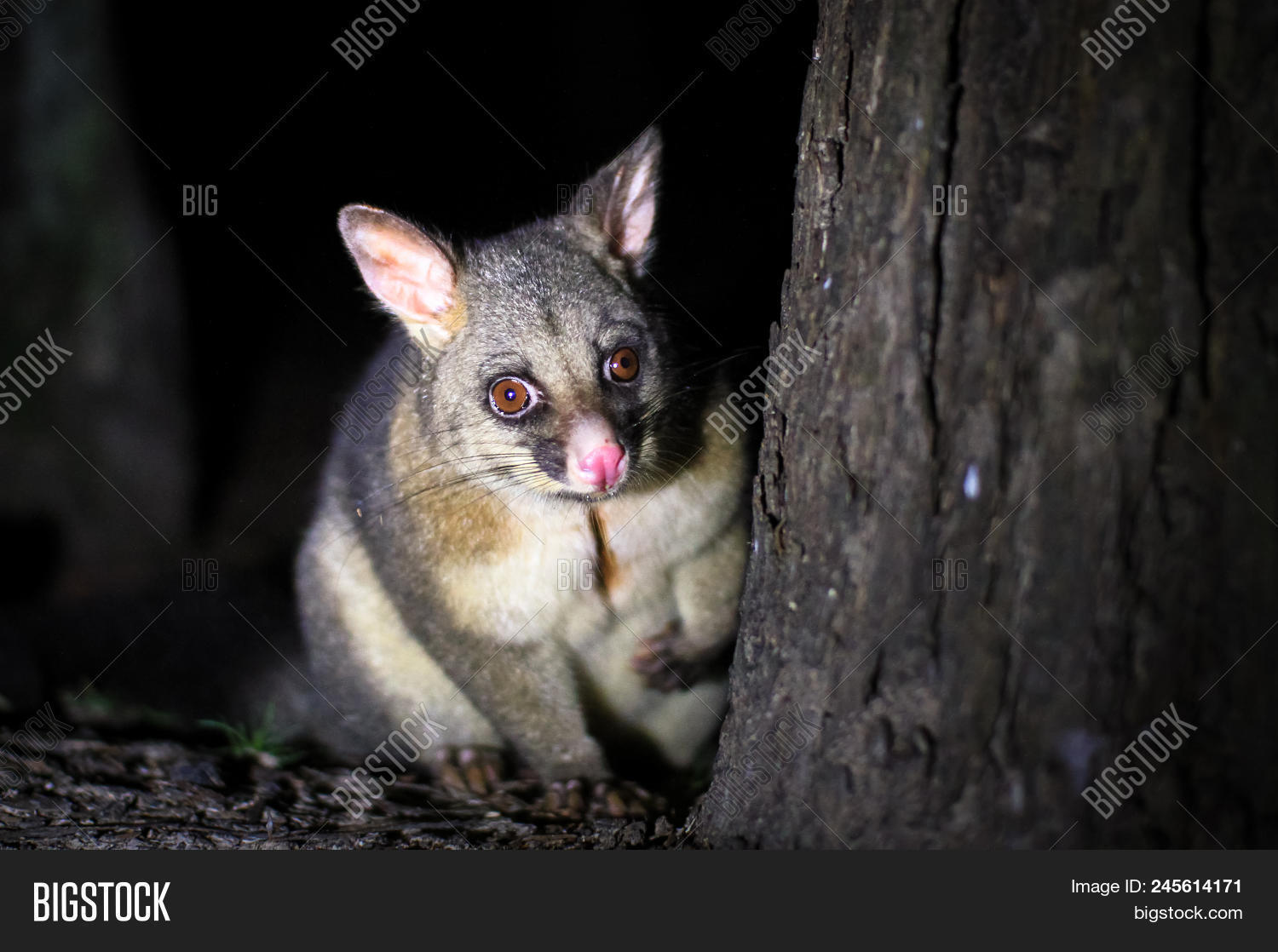 Common Brushtail Image & Photo (Free Trial) | Bigstock