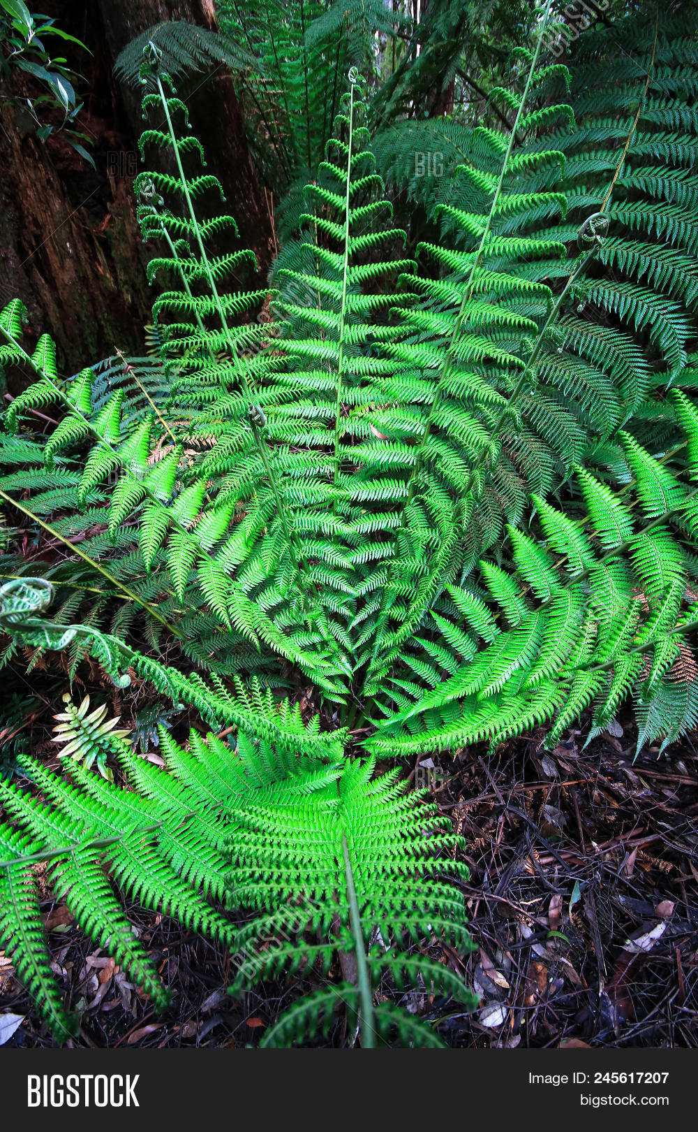 Young Man Fern, Aka Image & Photo (Free Trial) | Bigstock