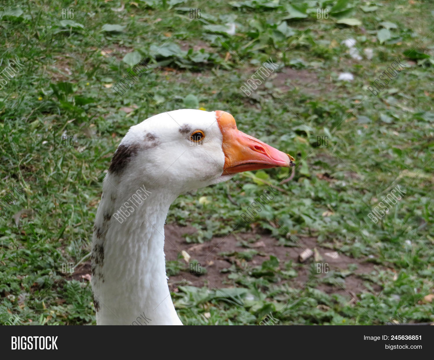White Goose Portrait. Image & Photo (Free Trial) | Bigstock