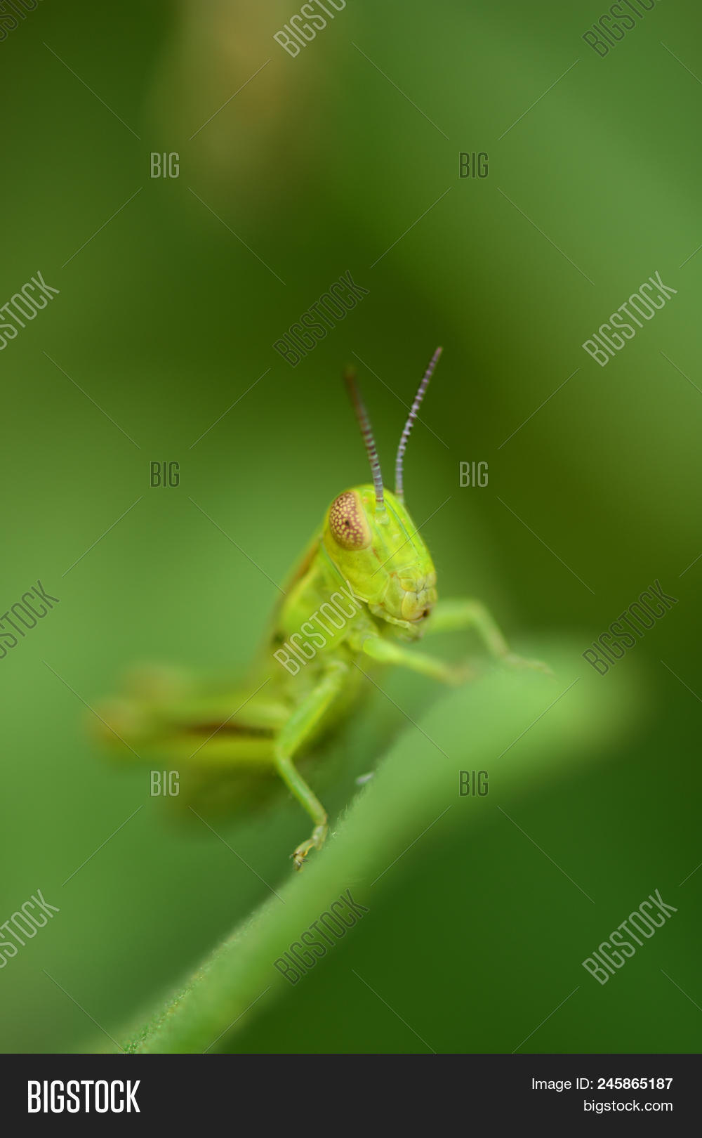 Tiny Green Grasshopper Image & Photo (Free Trial) | Bigstock