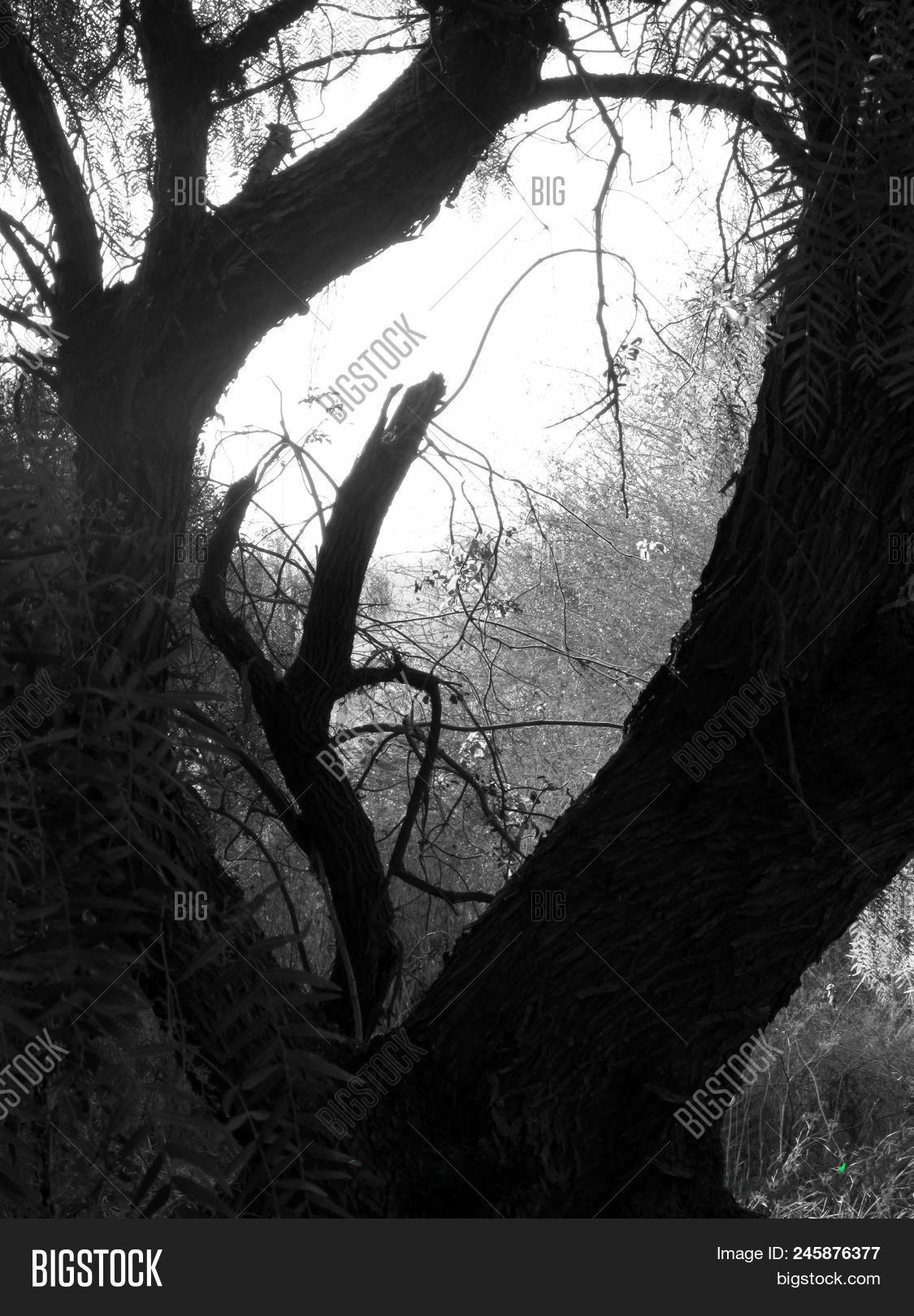 Wishbone Style Tree Image & Photo (Free Trial) | Bigstock