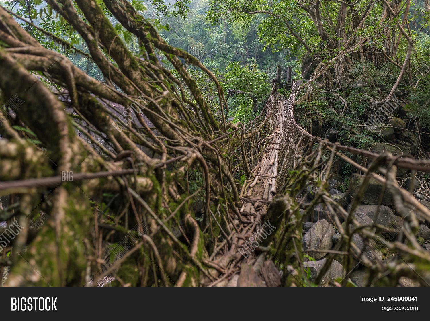 Living Roots Bridge Image & Photo (Free Trial) | Bigstock