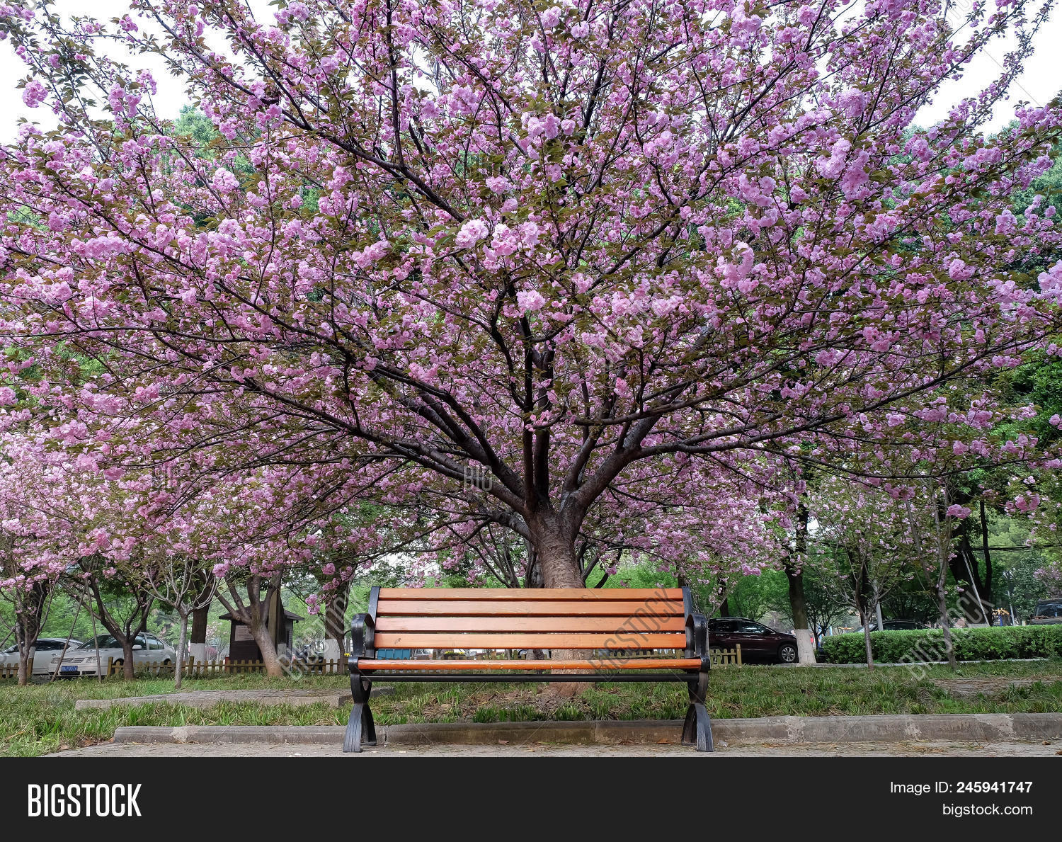 Empty Chair Beautiful Image & Photo (Free Trial) | Bigstock