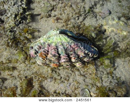 Pink Clam Image & Photo (Free Trial) | Bigstock