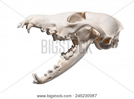 Skull Red Fox (Vulpes Image & Photo (Free Trial) | Bigstock