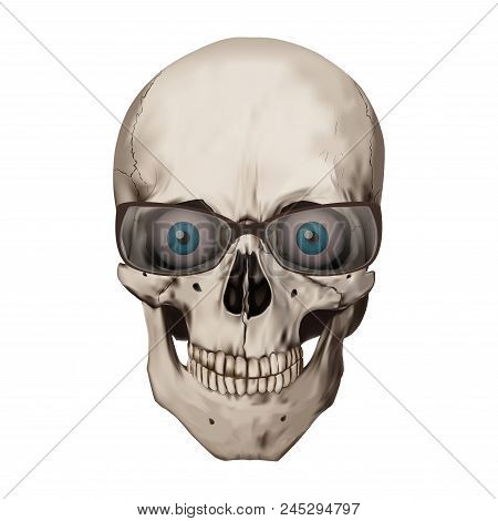 Human Realistic Skull Vector & Photo (Free Trial) | Bigstock