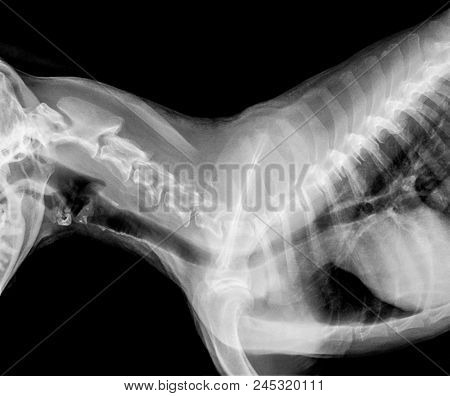 X-ray Film Dog Lateral Image & Photo (Free Trial) | Bigstock