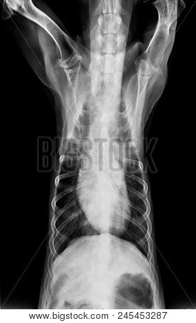 X-ray Film Dog Lateral Image & Photo (Free Trial) | Bigstock