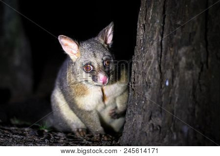 Common Brushtail Image & Photo (Free Trial) | Bigstock