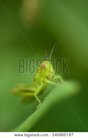 Tiny Green Grasshopper Image & Photo (Free Trial) | Bigstock