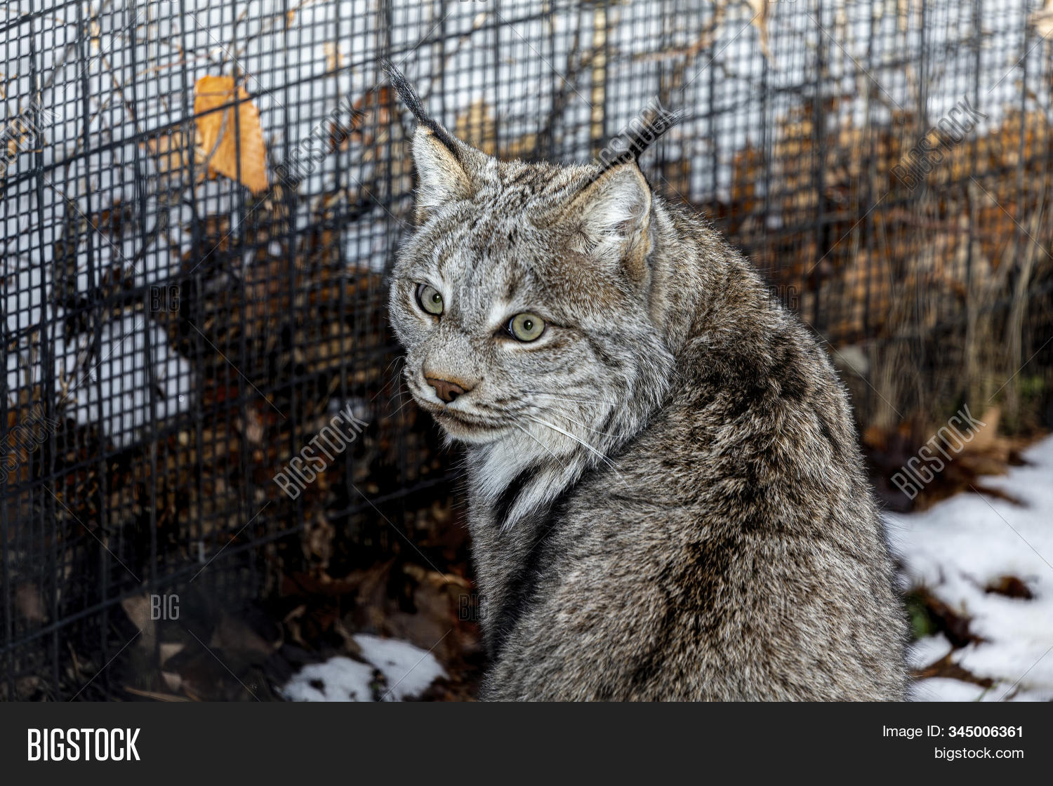 Canada Lynx Zoo. Scene Image & Photo (Free Trial) | Bigstock