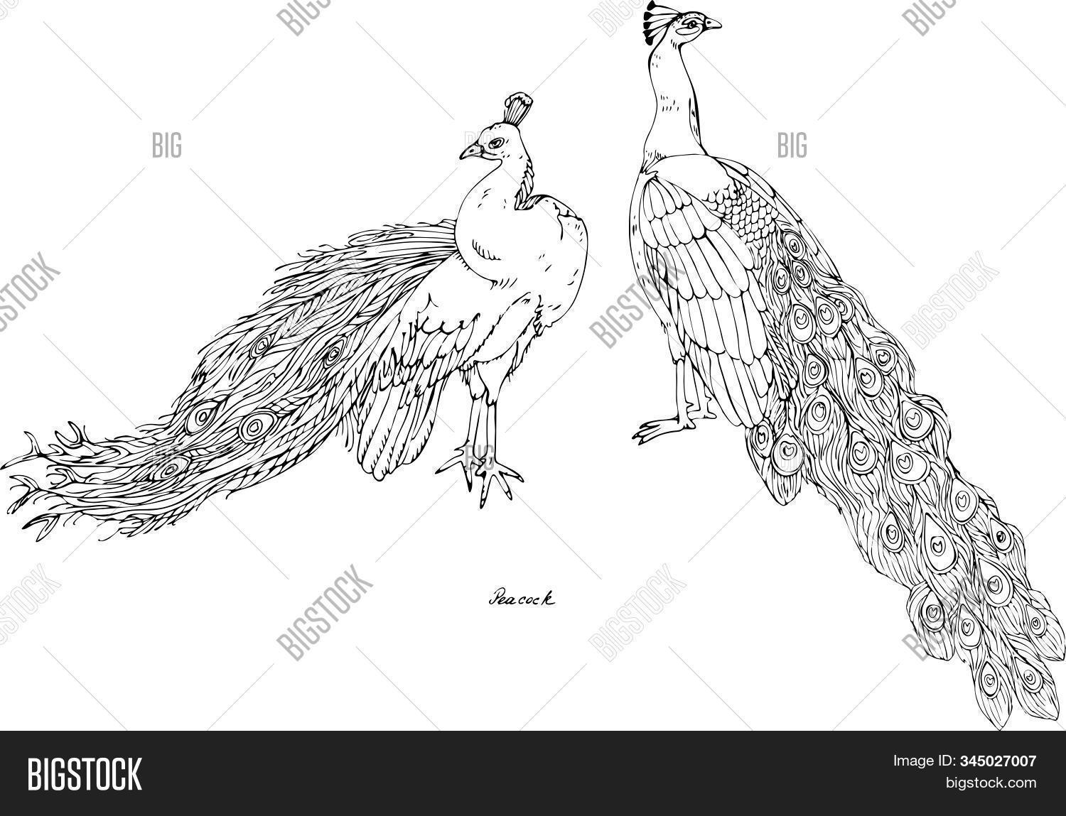 Two Peacocks, Black Vector & Photo (Free Trial) | Bigstock