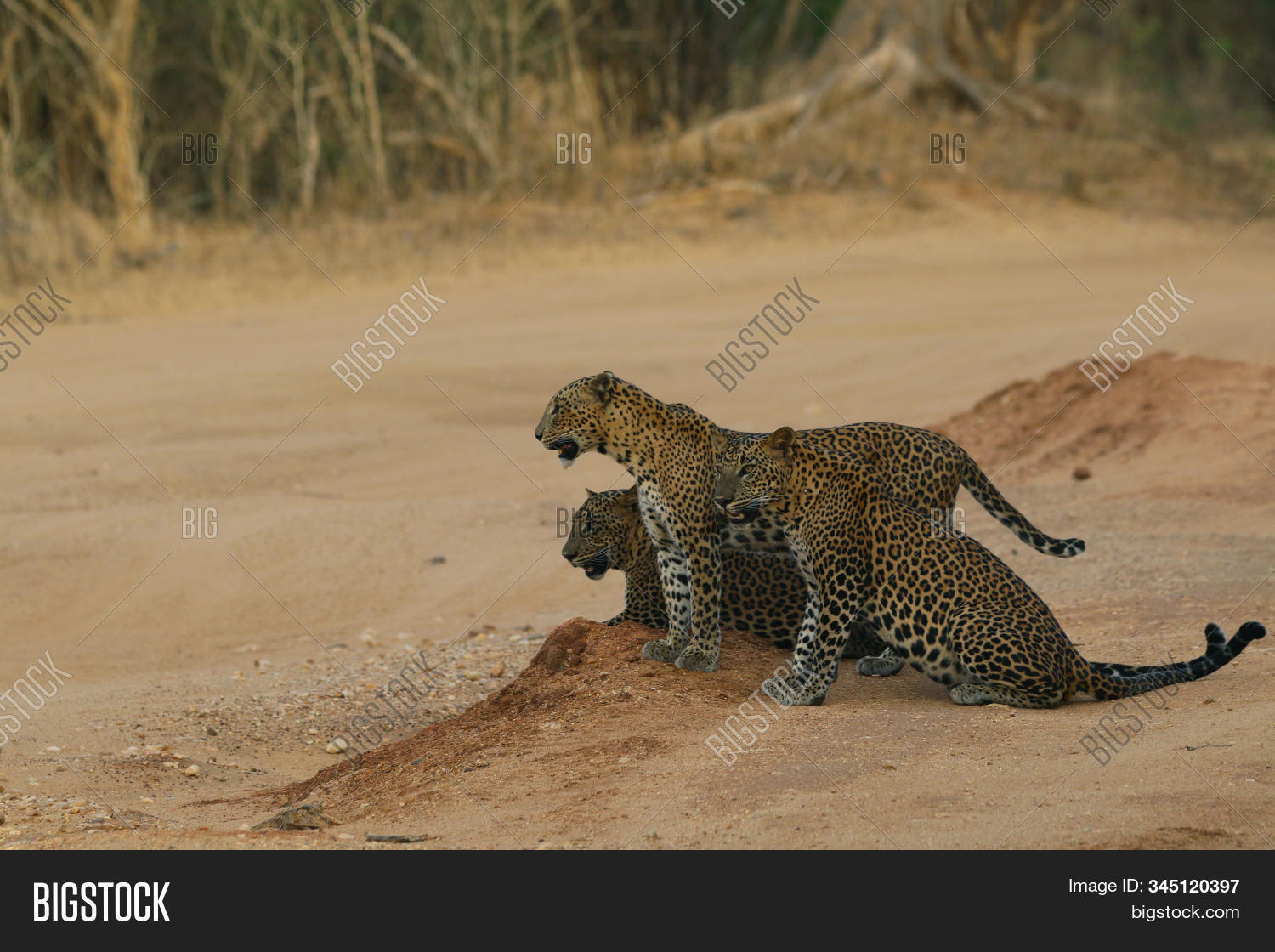 Sri Lankan Leopard Image & Photo (Free Trial) | Bigstock